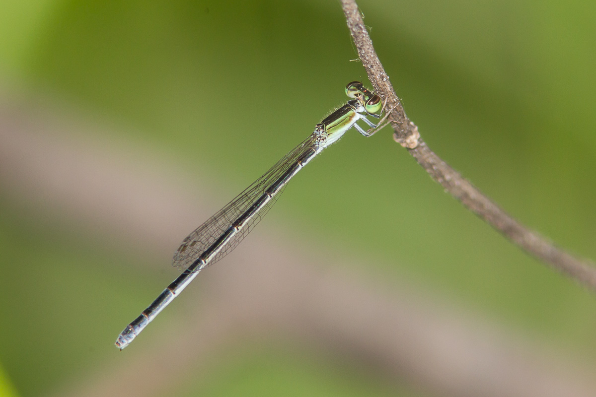 Citrine Forktail (Ischnura hastata)