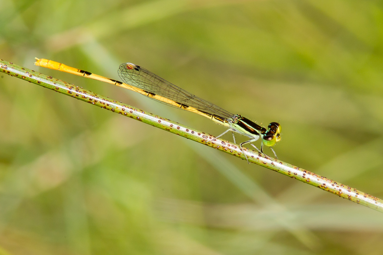 Citrine Forktail (Ischnura hastata)