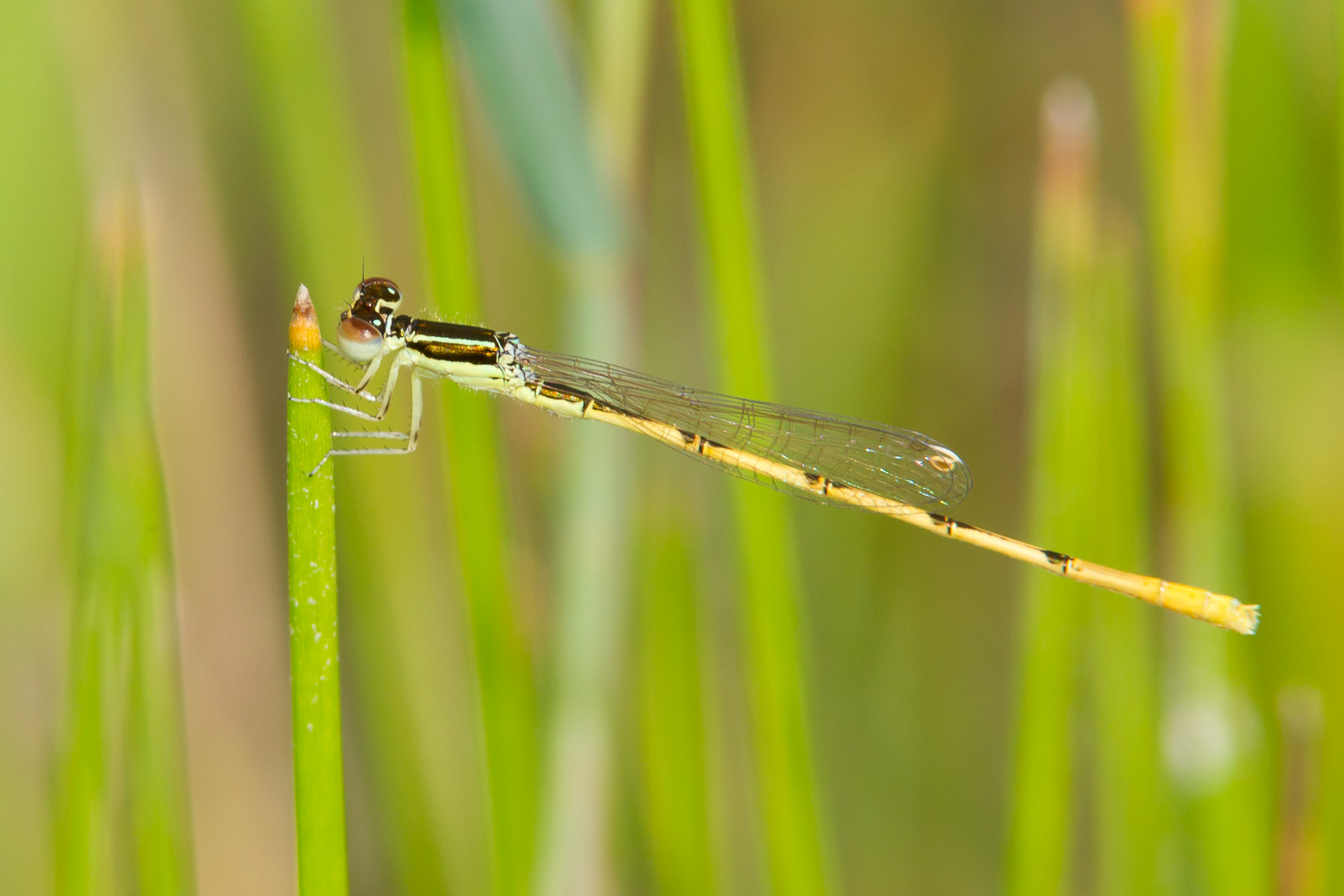Citrine Forktail (Ischnura hastata)