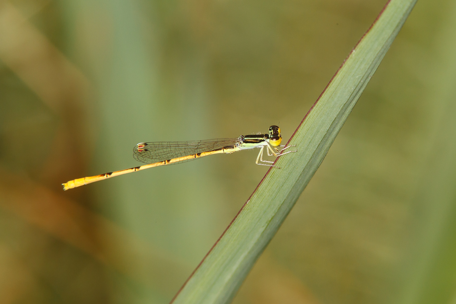 Citrine Forktail (Ischnura hastata)