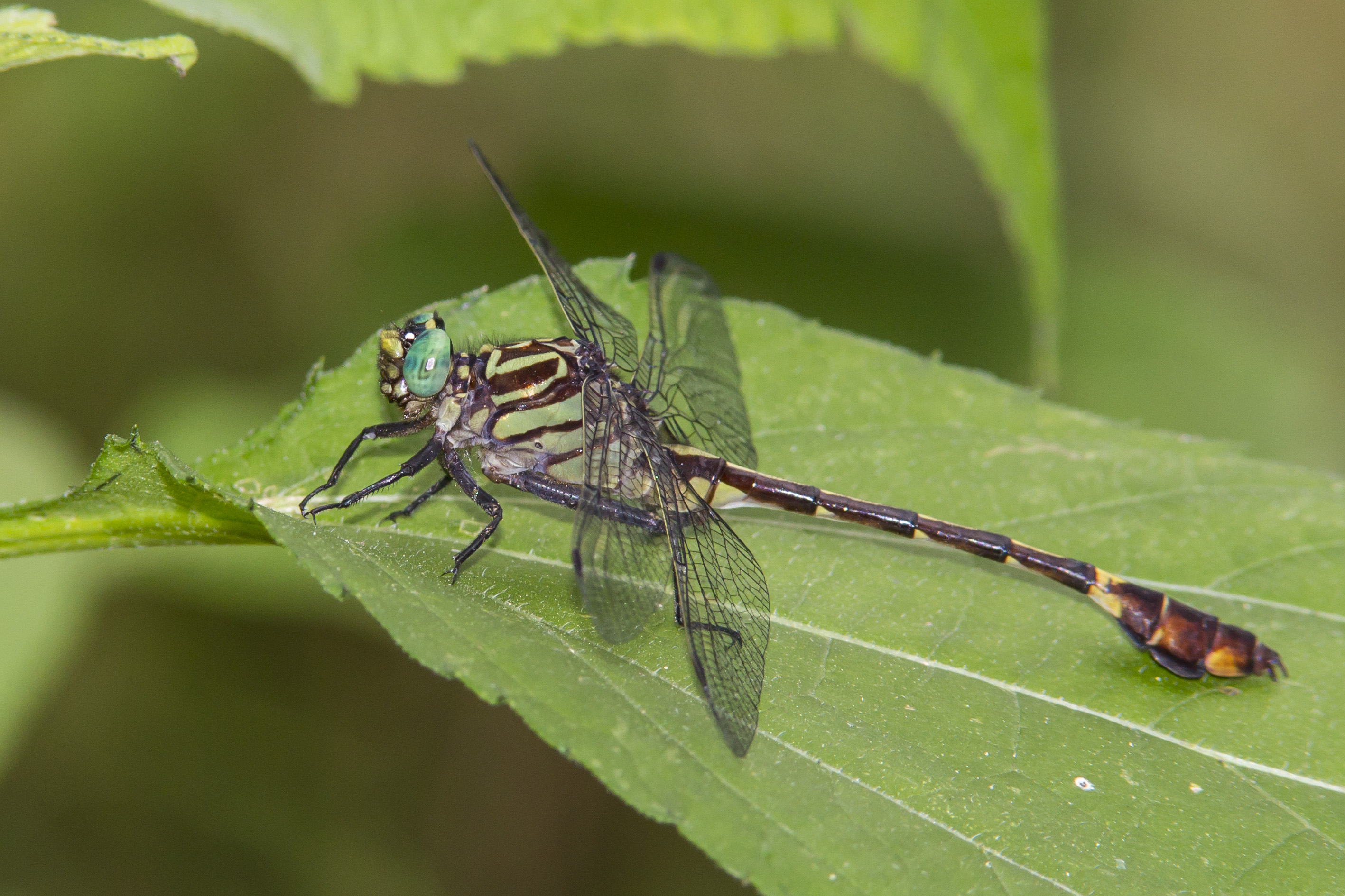 Cobra Clubtail (Gomphus vastus)