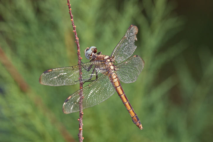 Comanche Skimmer (Libellula comanche)