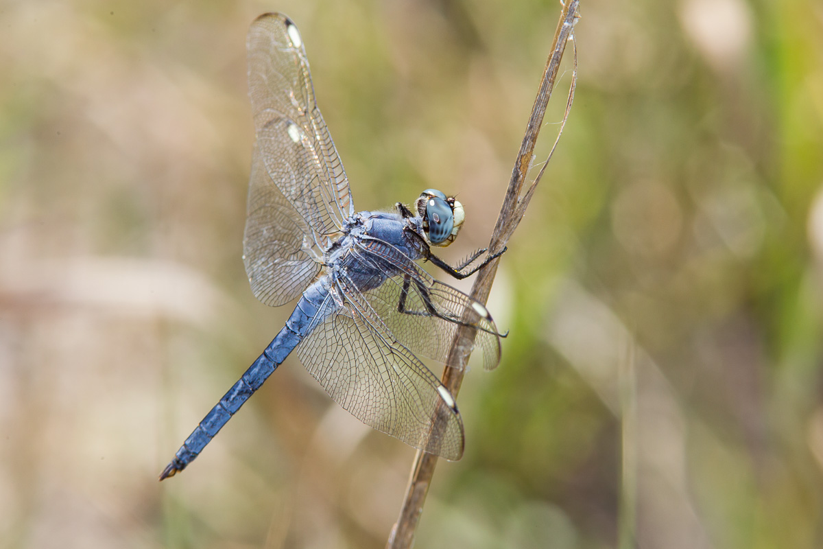 Comanche Skimmer (Libellula comanche)