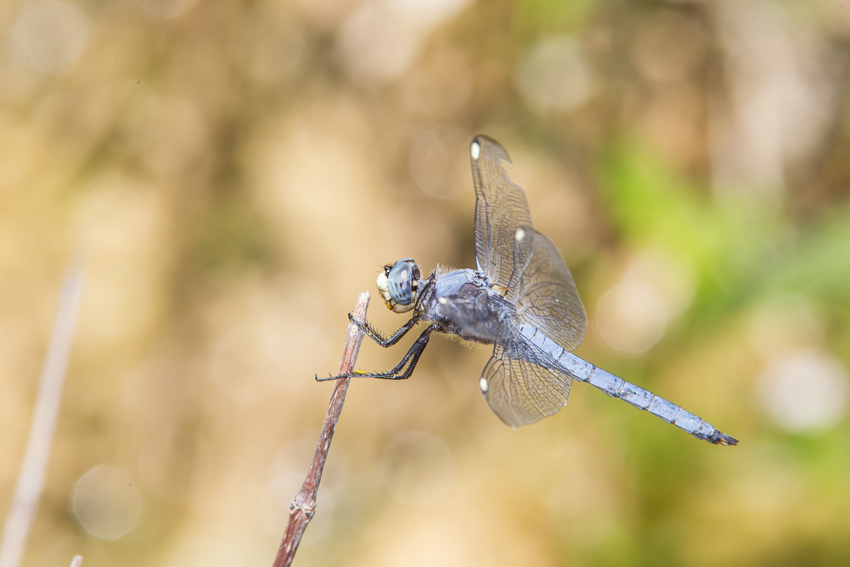 Comanche Skimmer (Libellula comanche)