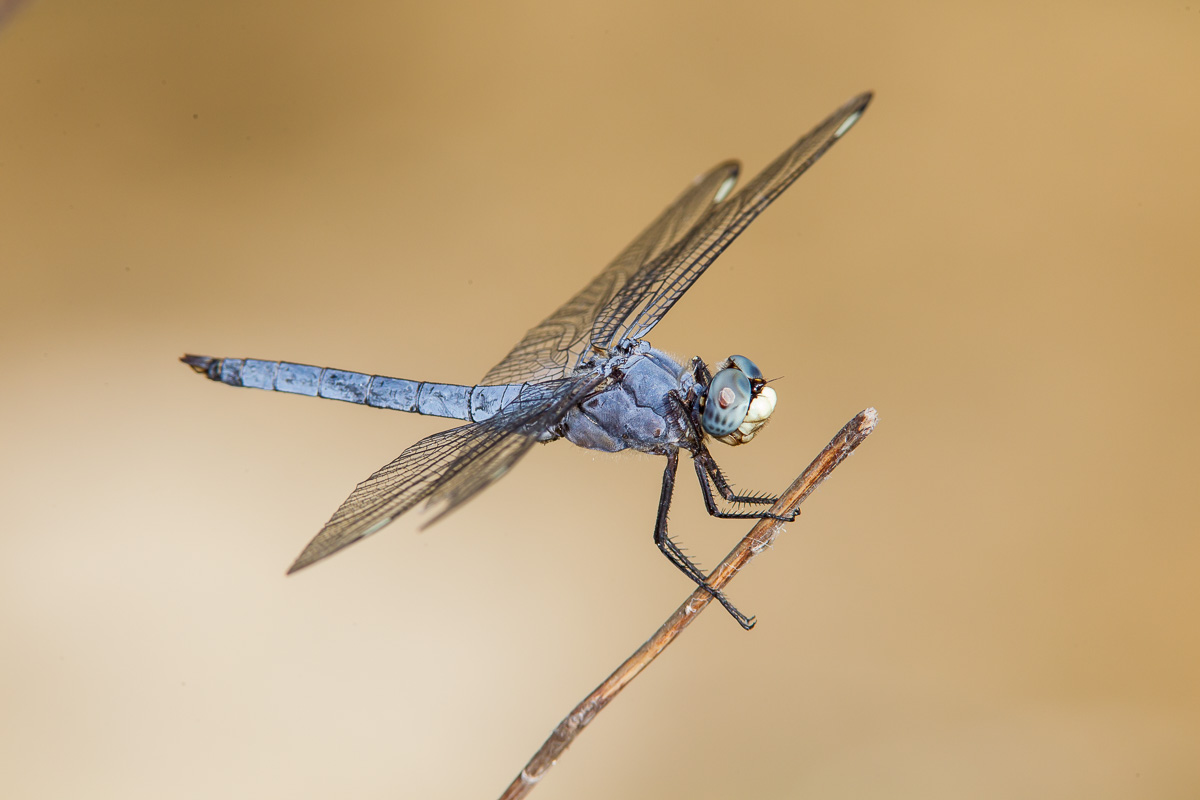 Comanche Skimmer (Libellula comanche)