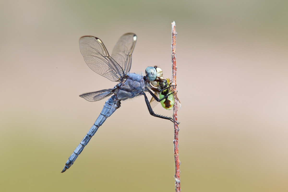 Comanche Skimmer (Libellula comanche)
