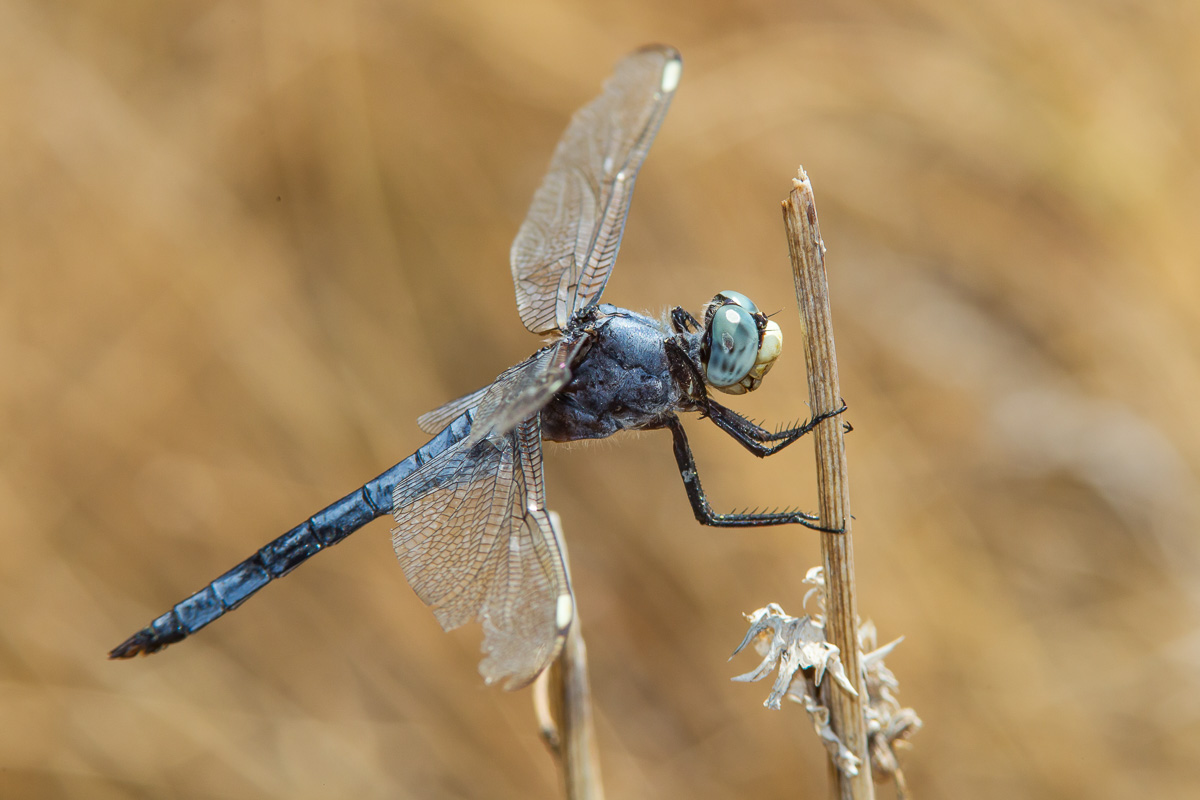 Comanche Skimmer (Libellula comanche)