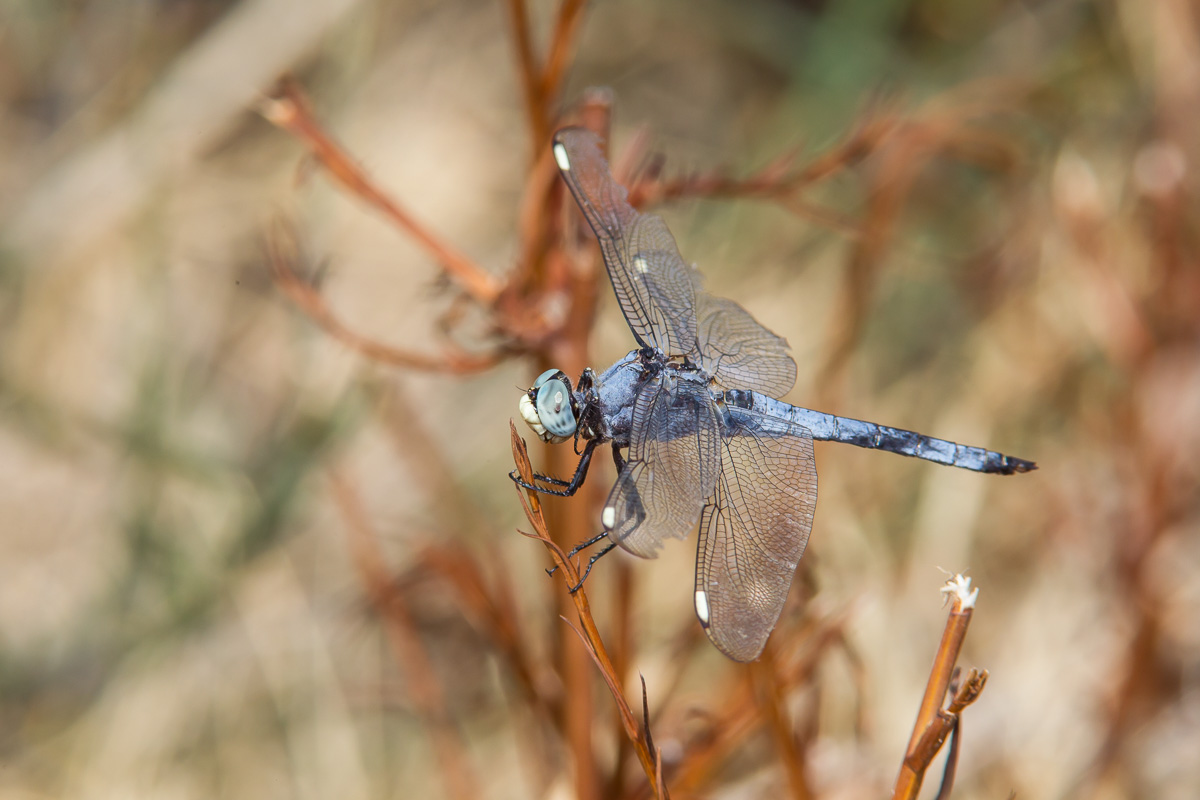 Comanche Skimmer (Libellula comanche)