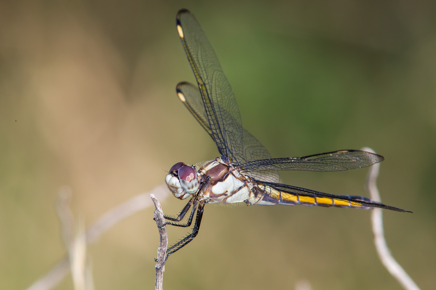 Comanche Skimmer (Libellula comanche)