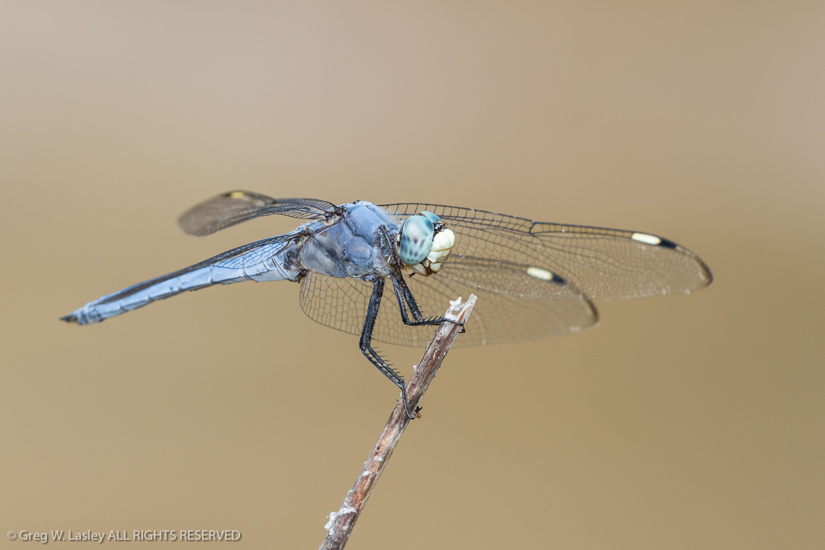 Comanche Skimmer (Libellula comanche)