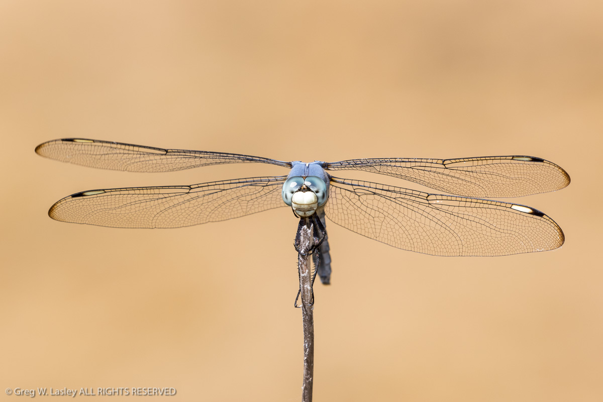 Comanche Skimmer (Libellula comanche)