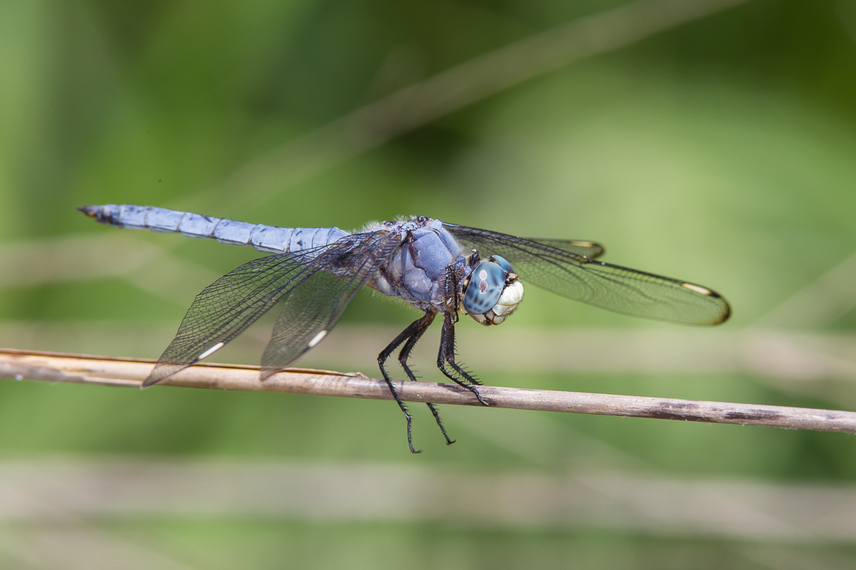 Comanche Skimmer (Libellula comanche)