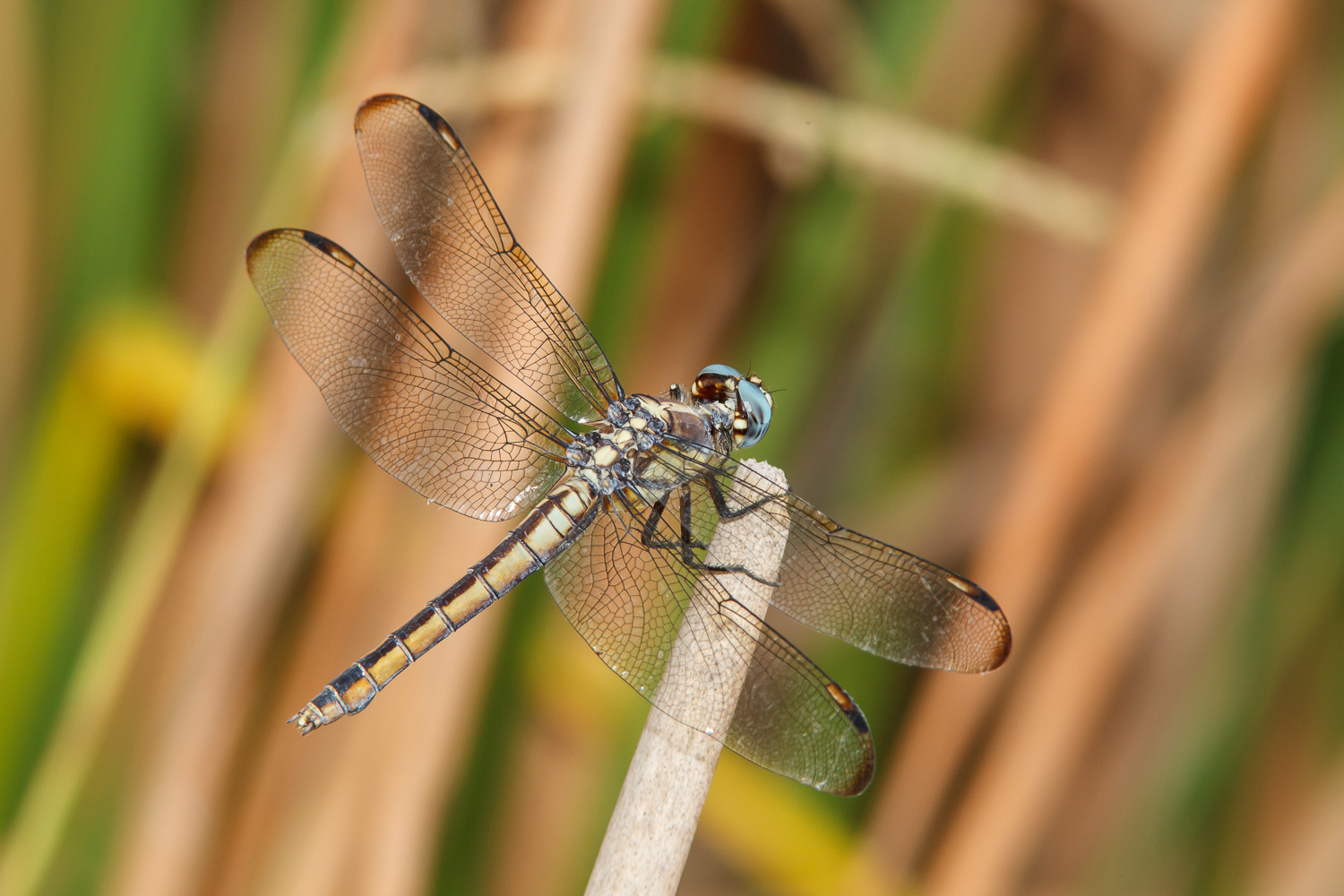 Comanche Skimmer (Libellula comanche)