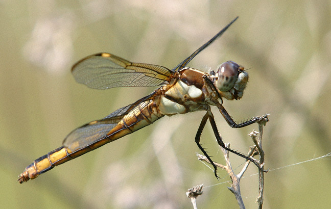 Comanche Skimmer (Libellula comanche)