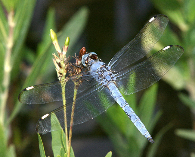 Comanche Skimmer (Libellula comanche)