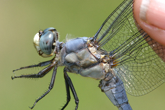 Comanche Skimmer (Libellula comanche)