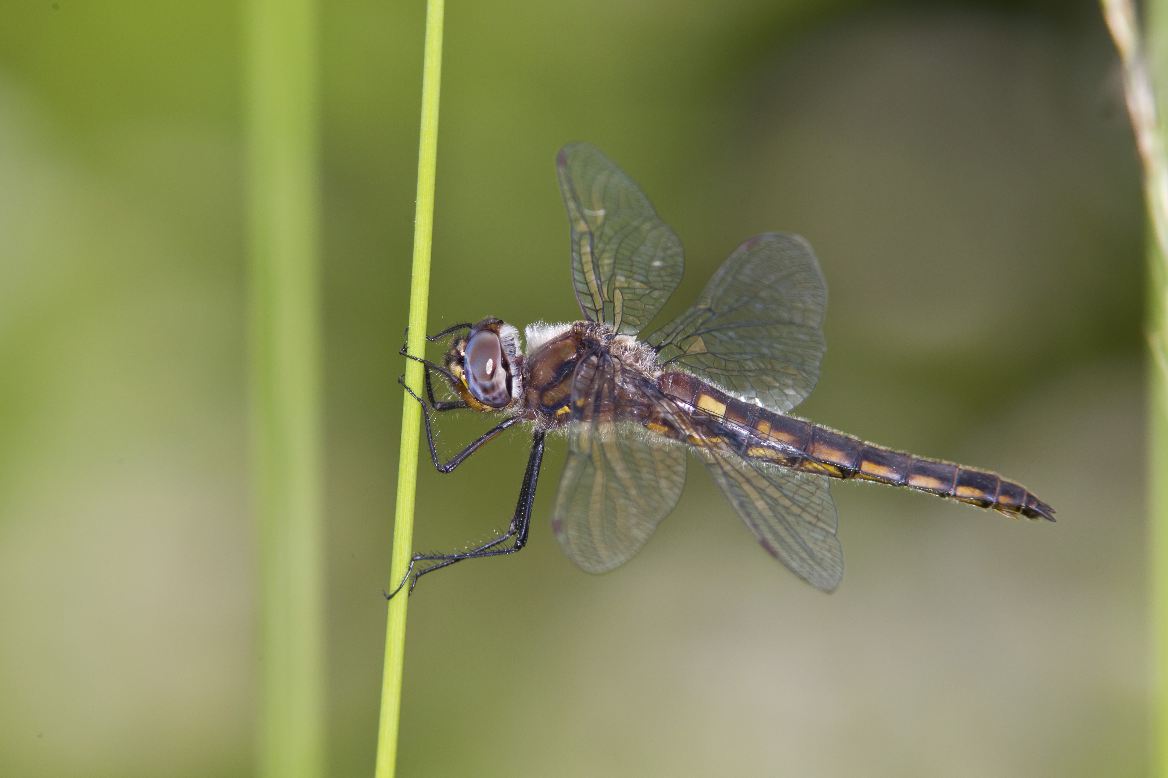 Common Baskettail (Epitheca [Tetragoneuria] cynosura)