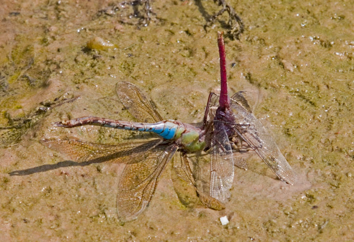 Common Green Darner (Anax junius)