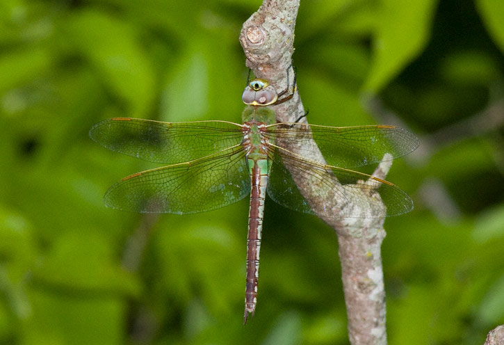 Common Green Darner (Anax junius)