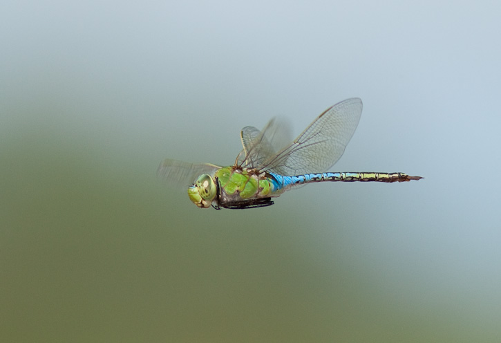 Common Green Darner (Anax junius)