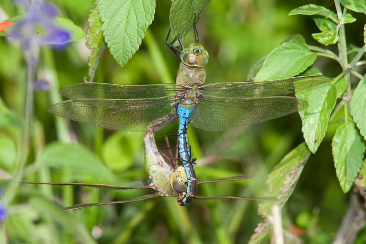 Common Green Darner (Anax junius)