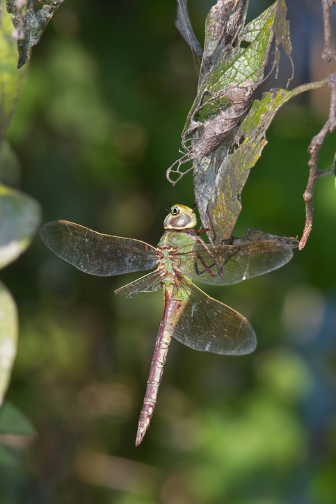 Common Green Darner (Anax junius)