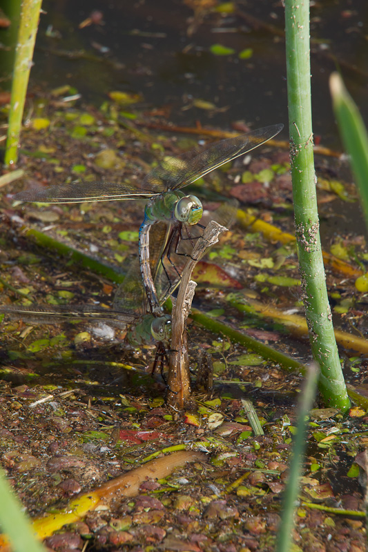 Common Green Darner (Anax junius)