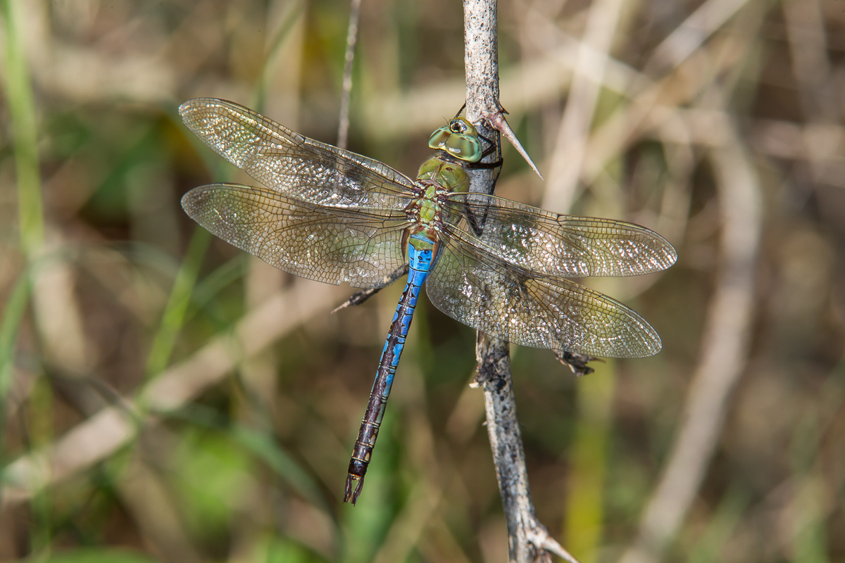 Common Green Darner (Anax junius)