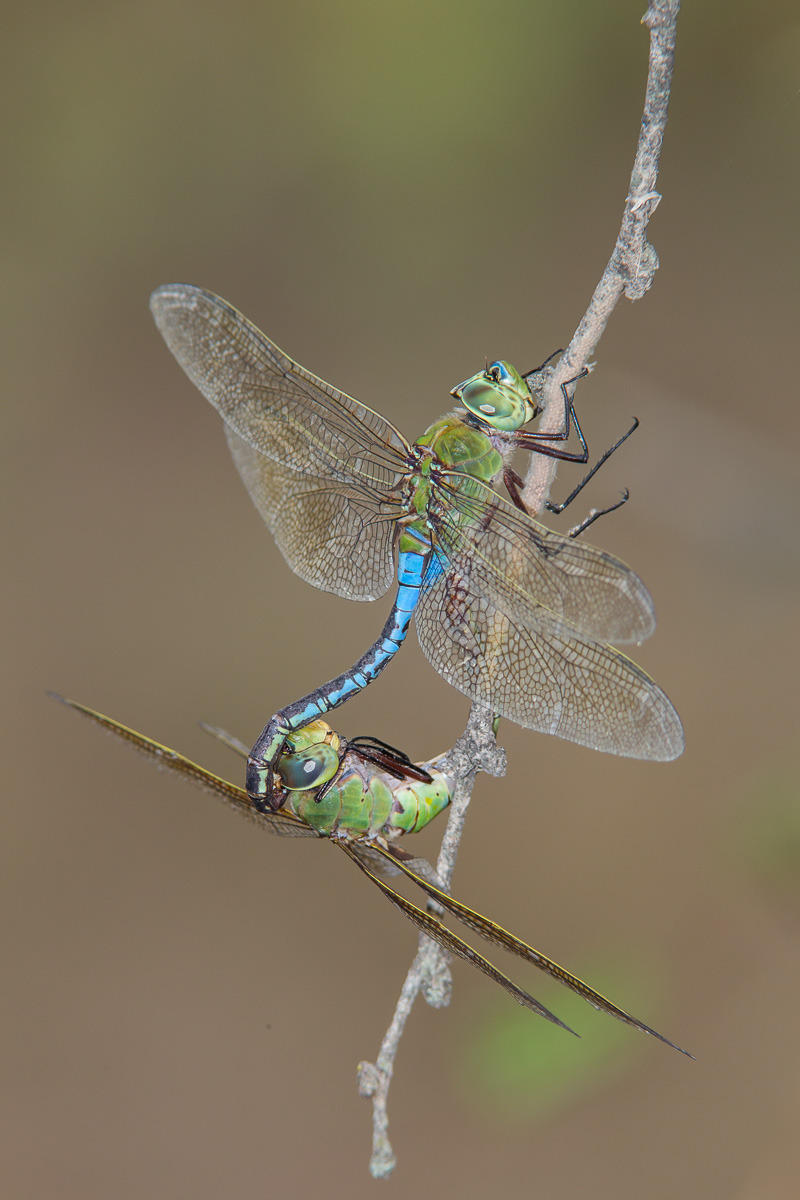 Common Green Darner (Anax junius)