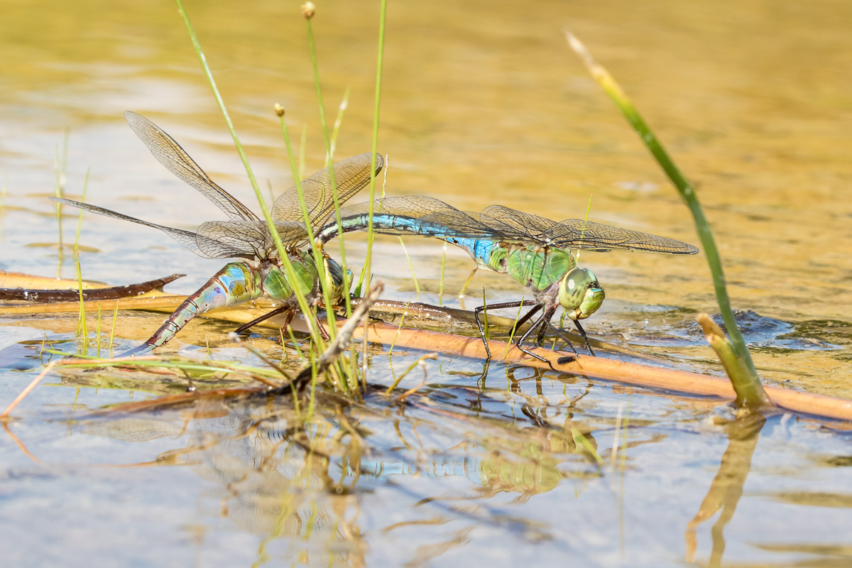 Common Green Darner (Anax junius)