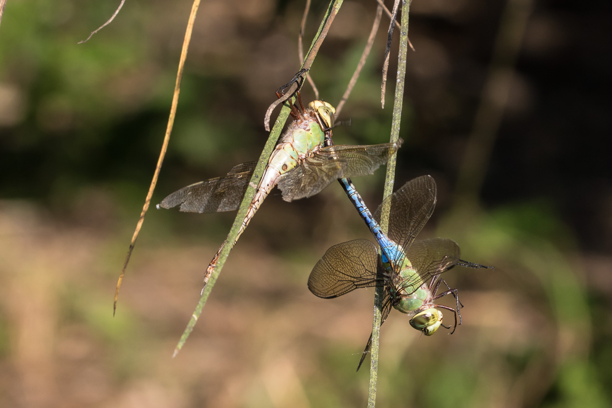 Common Green Darner (Anax junius)