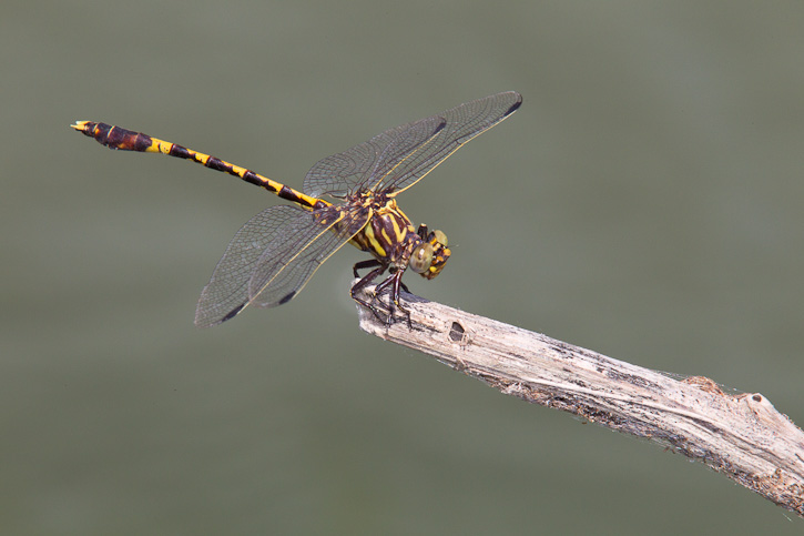 Common Sanddragon (Progomphus obscurus)