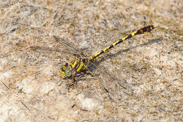 Common Sanddragon (Progomphus obscurus)