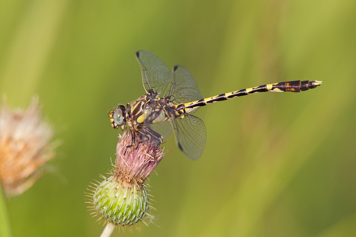 Common Sanddragon (Progomphus obscurus)