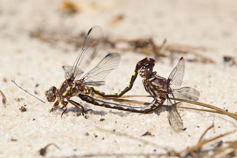 Common Sanddragon (Progomphus obscurus)