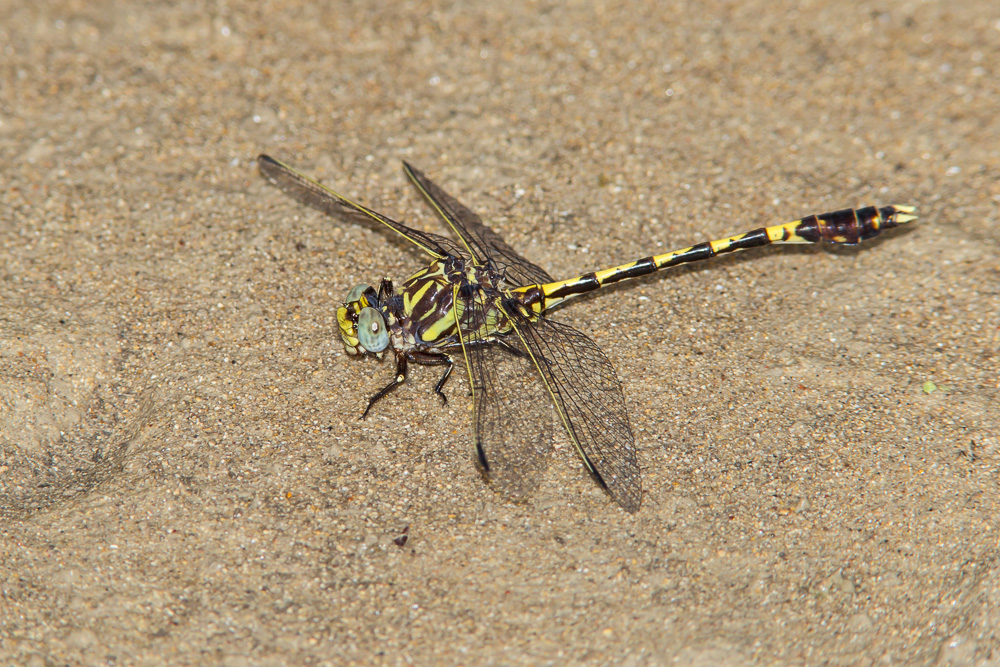 Common Sanddragon (Progomphus obscurus)