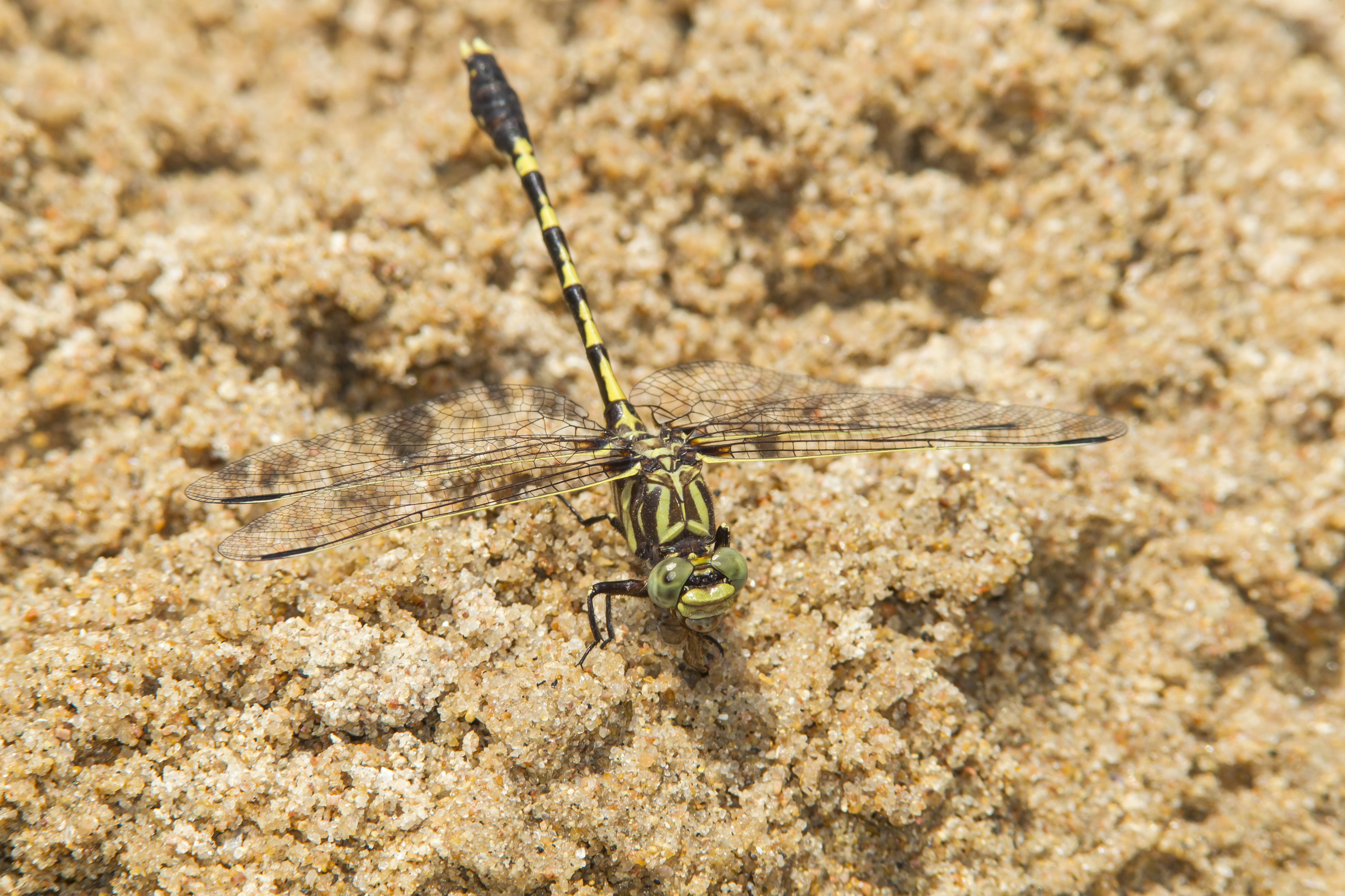 Common Sanddragon (Progomphus obscurus)