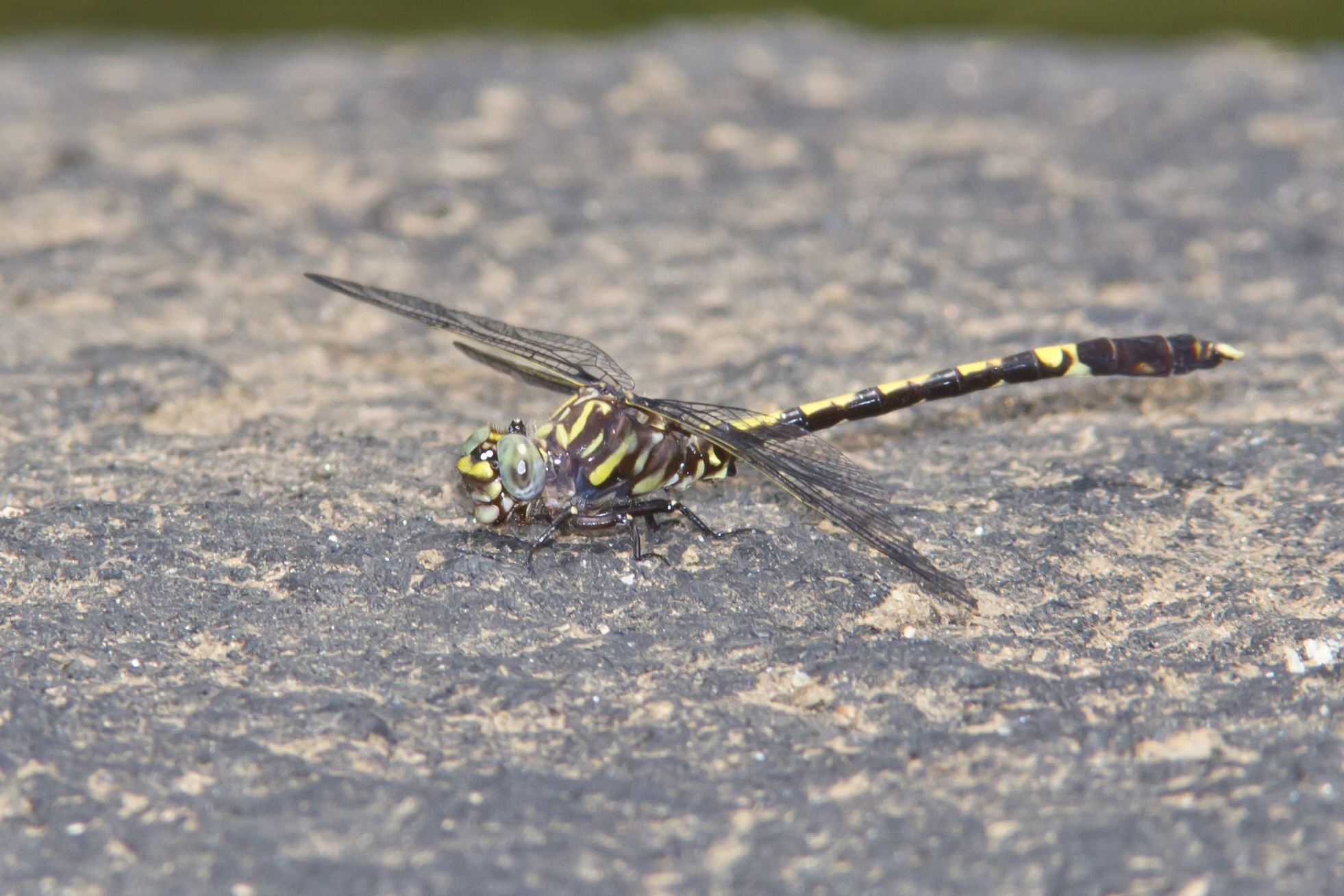 Common Sanddragon (Progomphus obscurus)