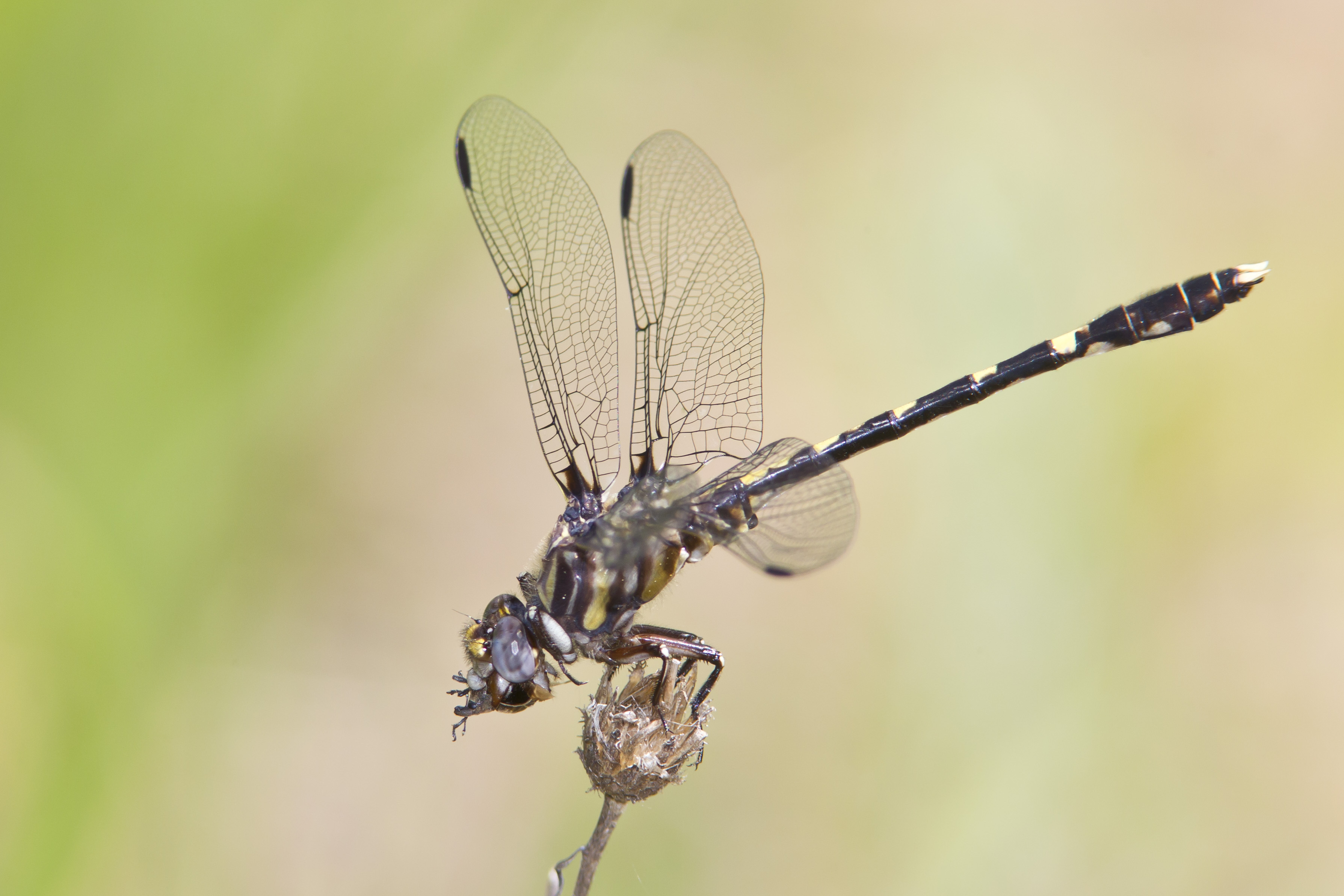 Common Sanddragon (Progomphus obscurus)