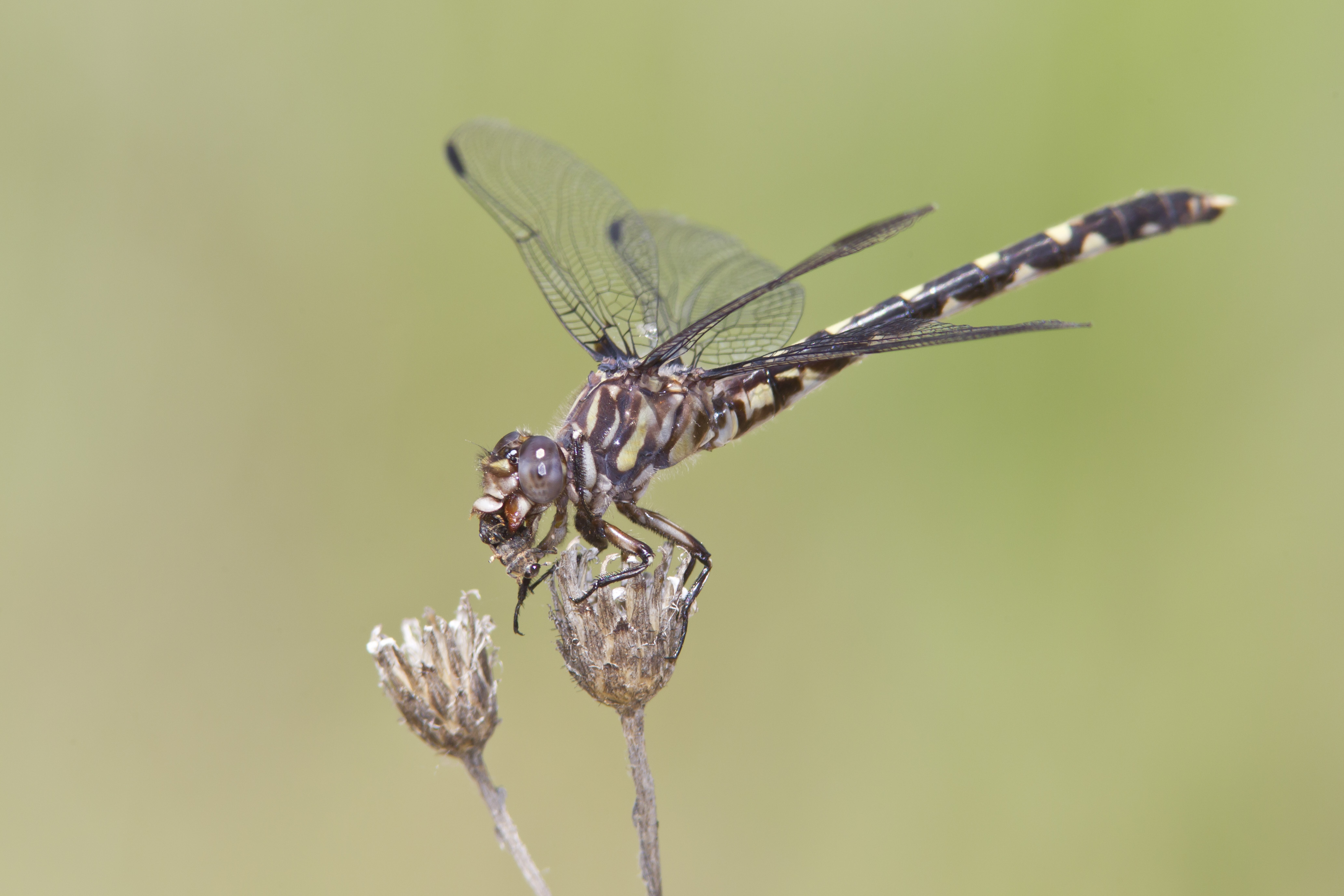 Common Sanddragon (Progomphus obscurus)
