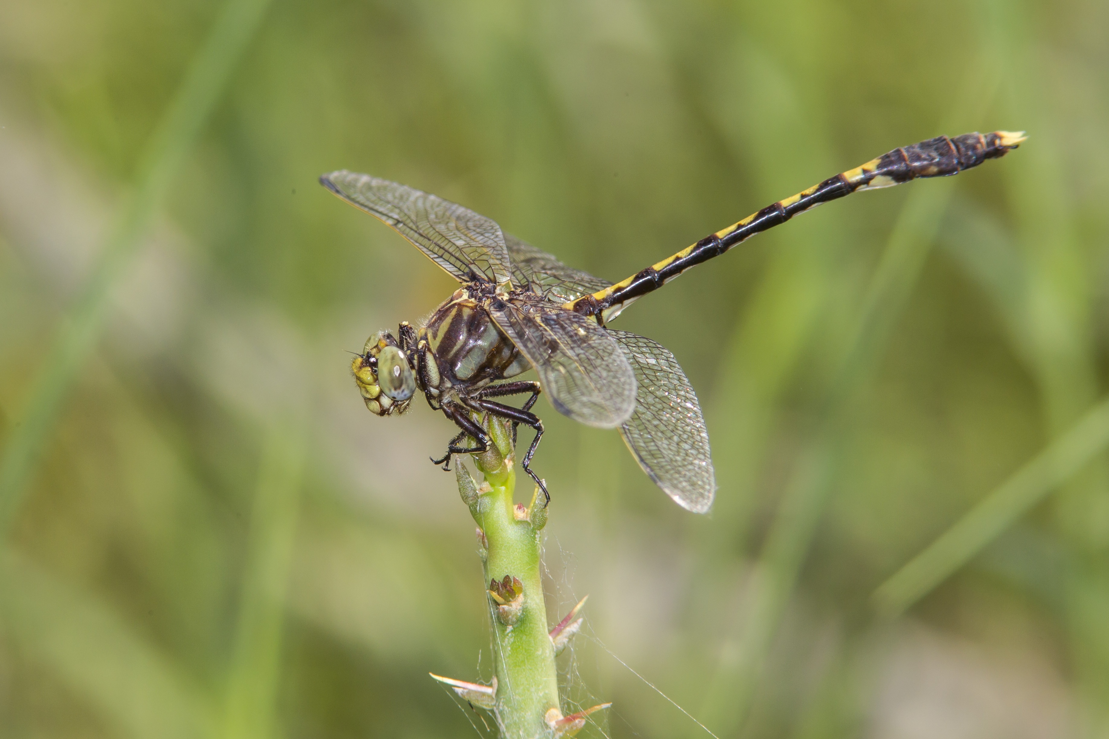 Common Sanddragon (Progomphus obscurus)