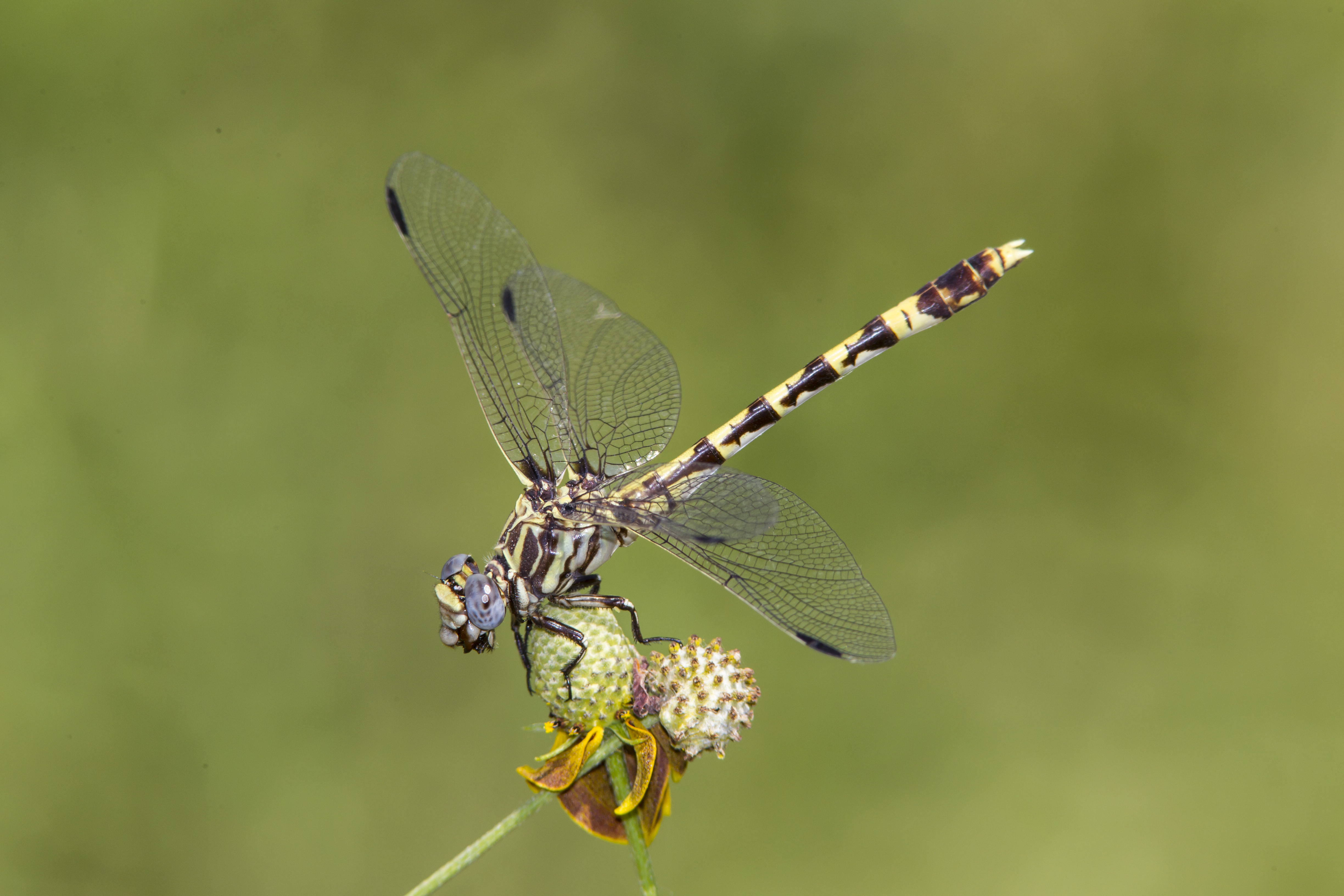 Common Sanddragon (Progomphus obscurus)