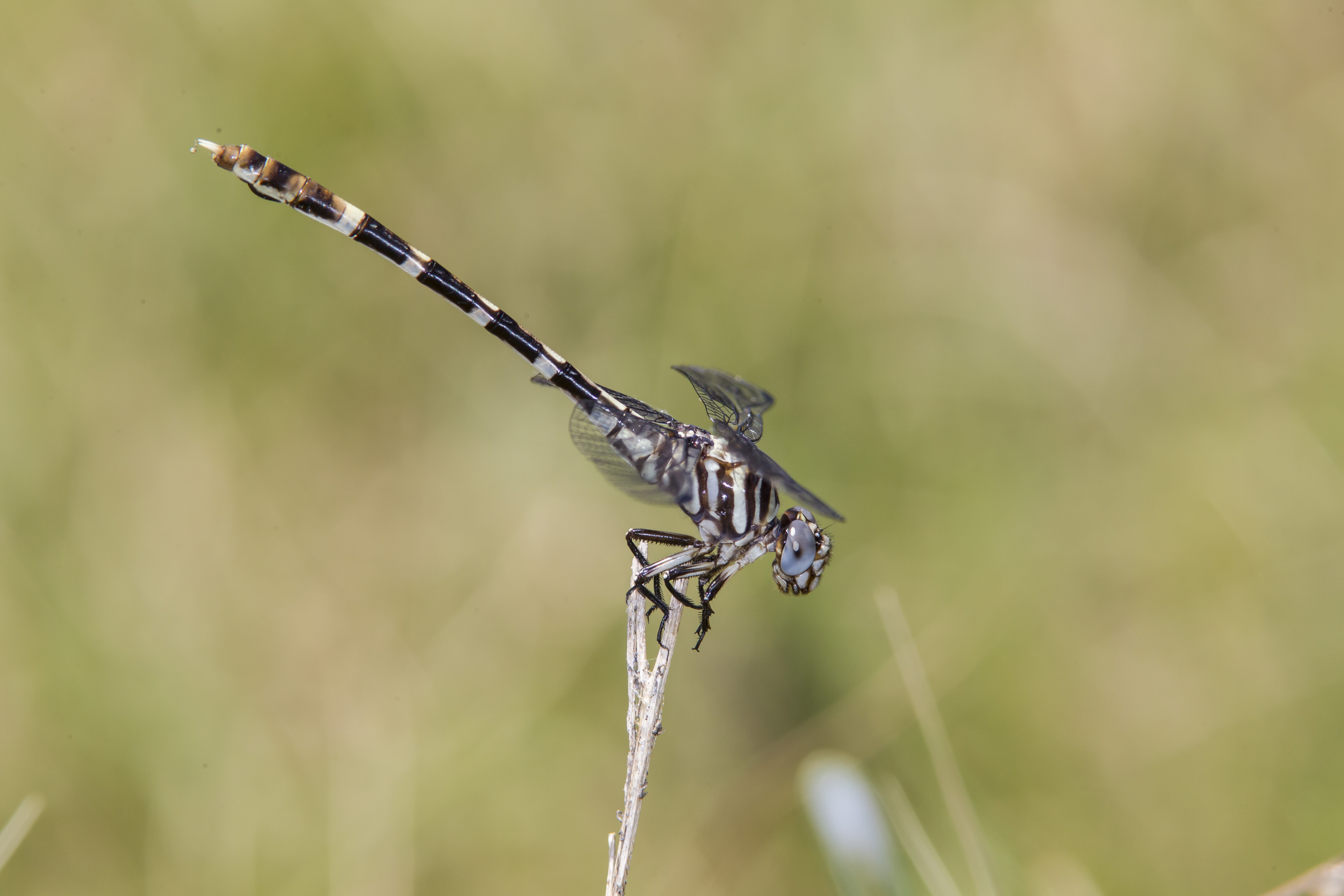 Common Sanddragon (Progomphus obscurus)