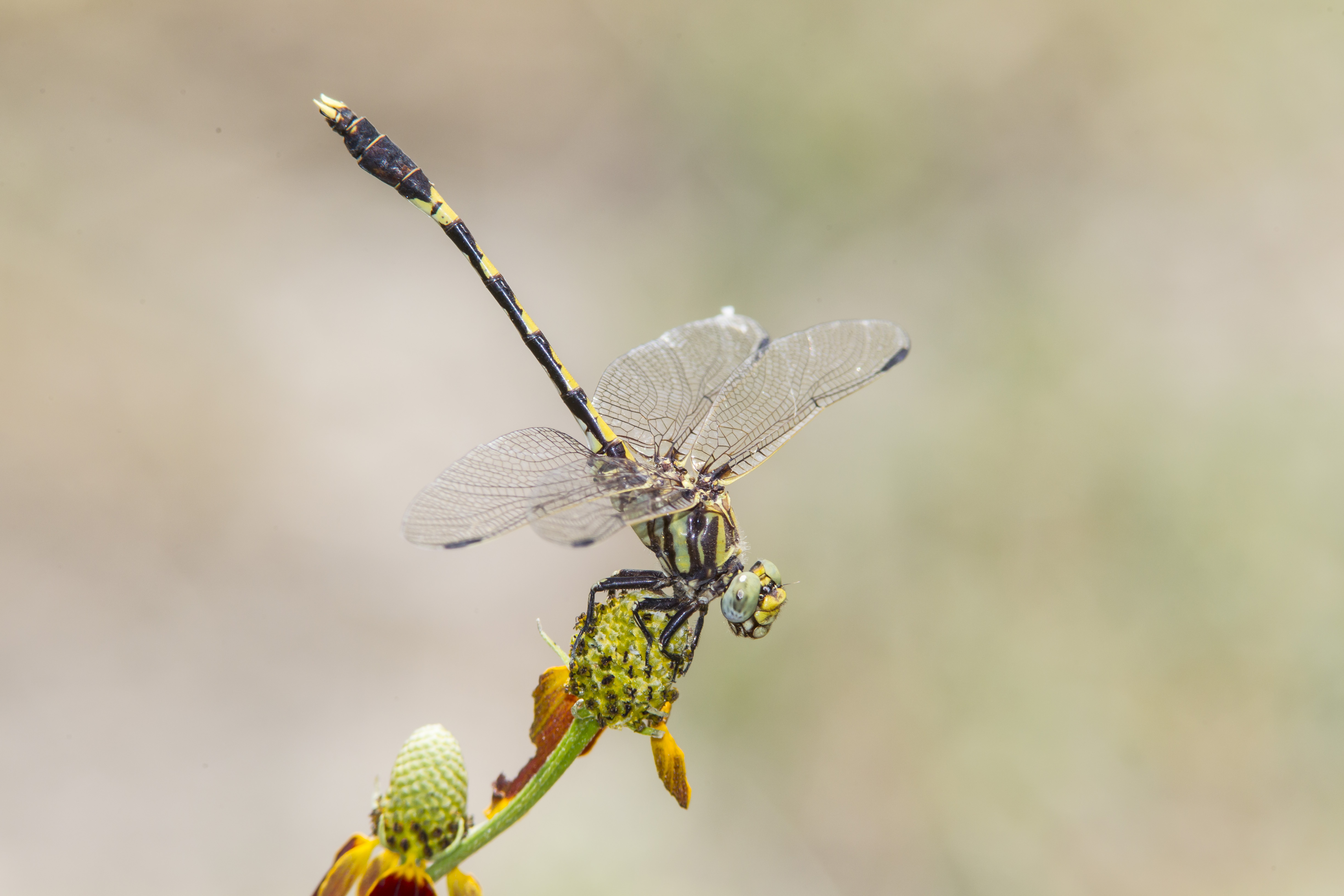 Common Sanddragon (Progomphus obscurus)