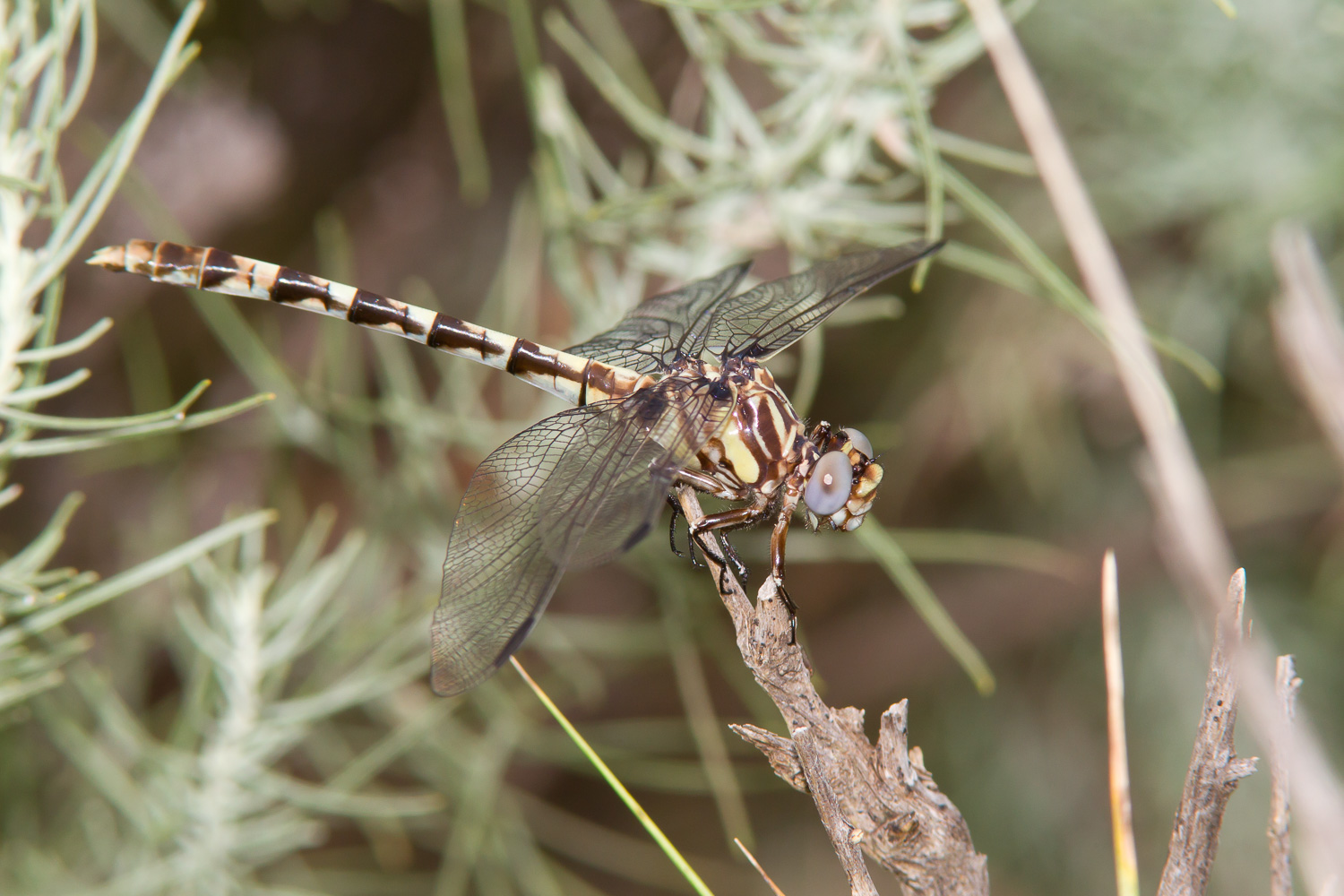 Common Sanddragon (Progomphus obscurus)