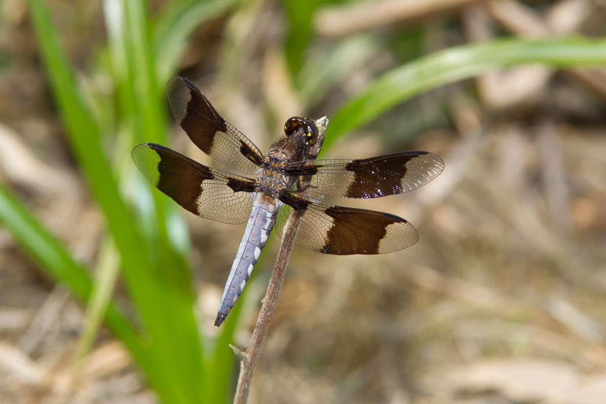 Common Whitetail (Plathemis lydia)