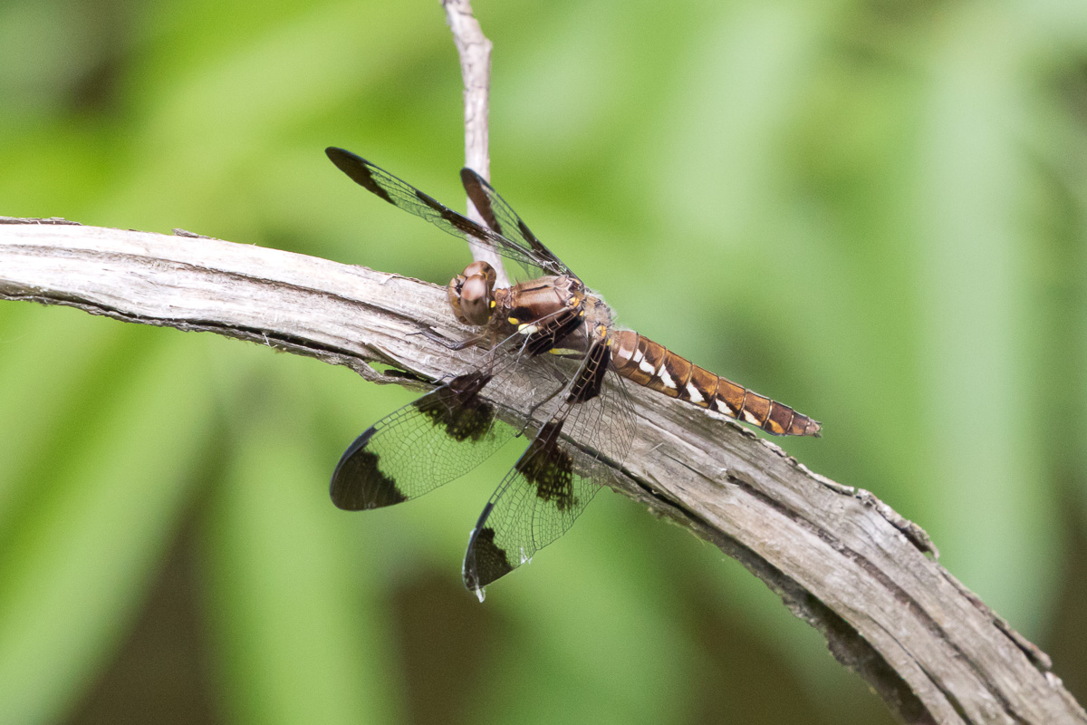 Common Whitetail (Plathemis lydia)