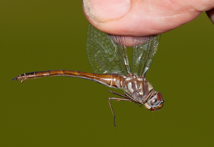 Coppery Emerald (Somatochlora georgiana)