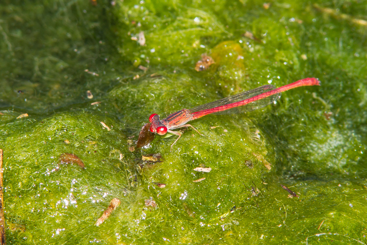 Desert Firetail (Telebasis salva)