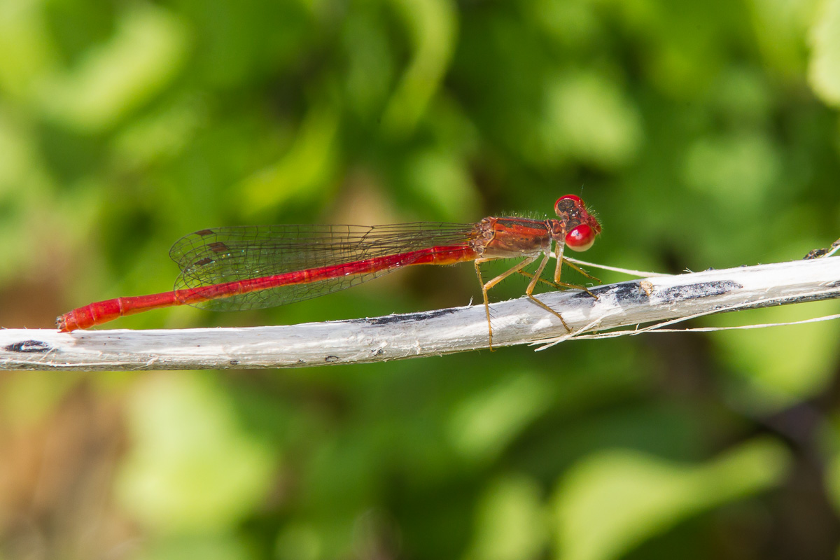Desert Firetail (Telebasis salva)